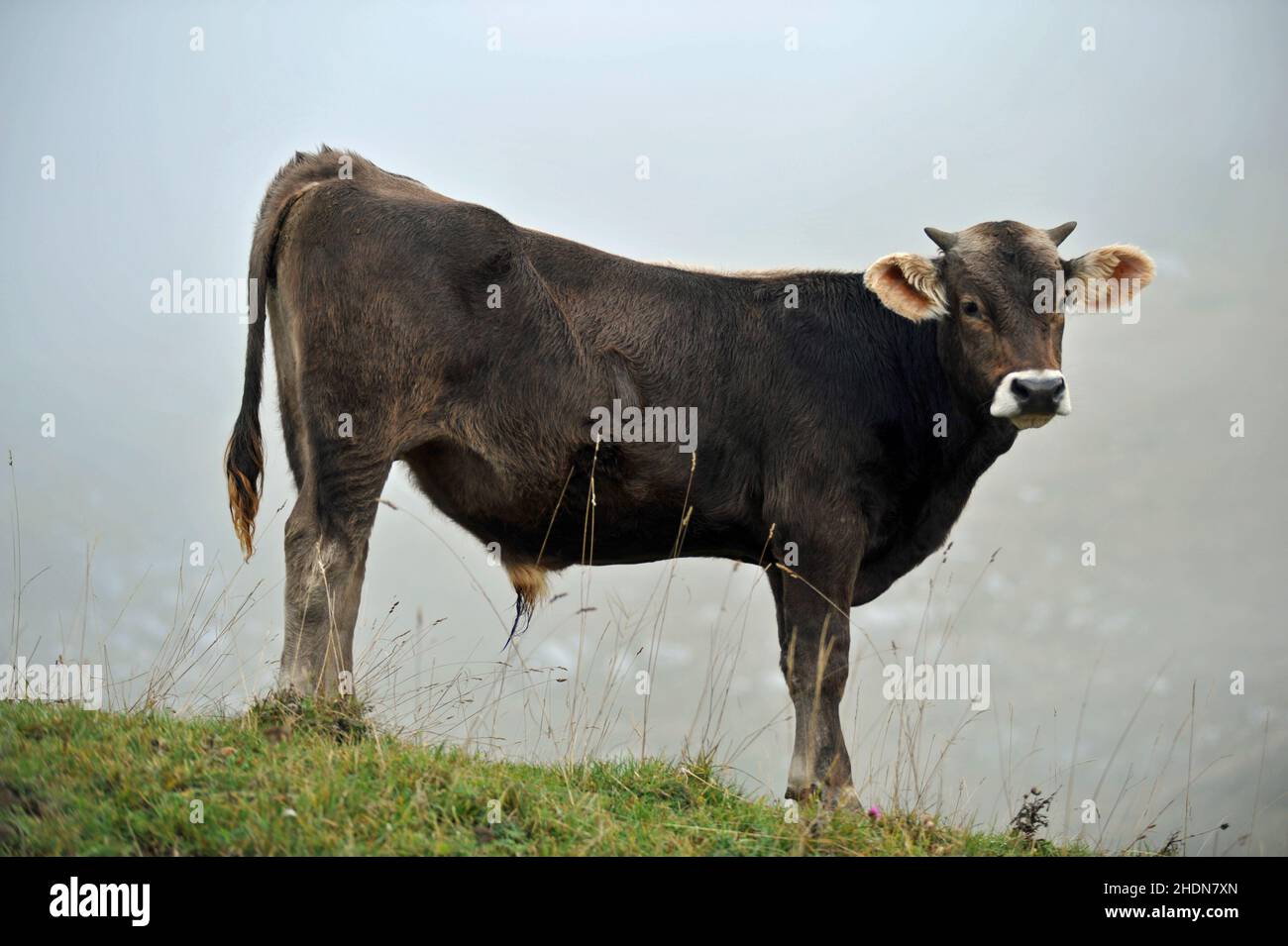 domestic cattle, domestic cattles Stock Photo - Alamy