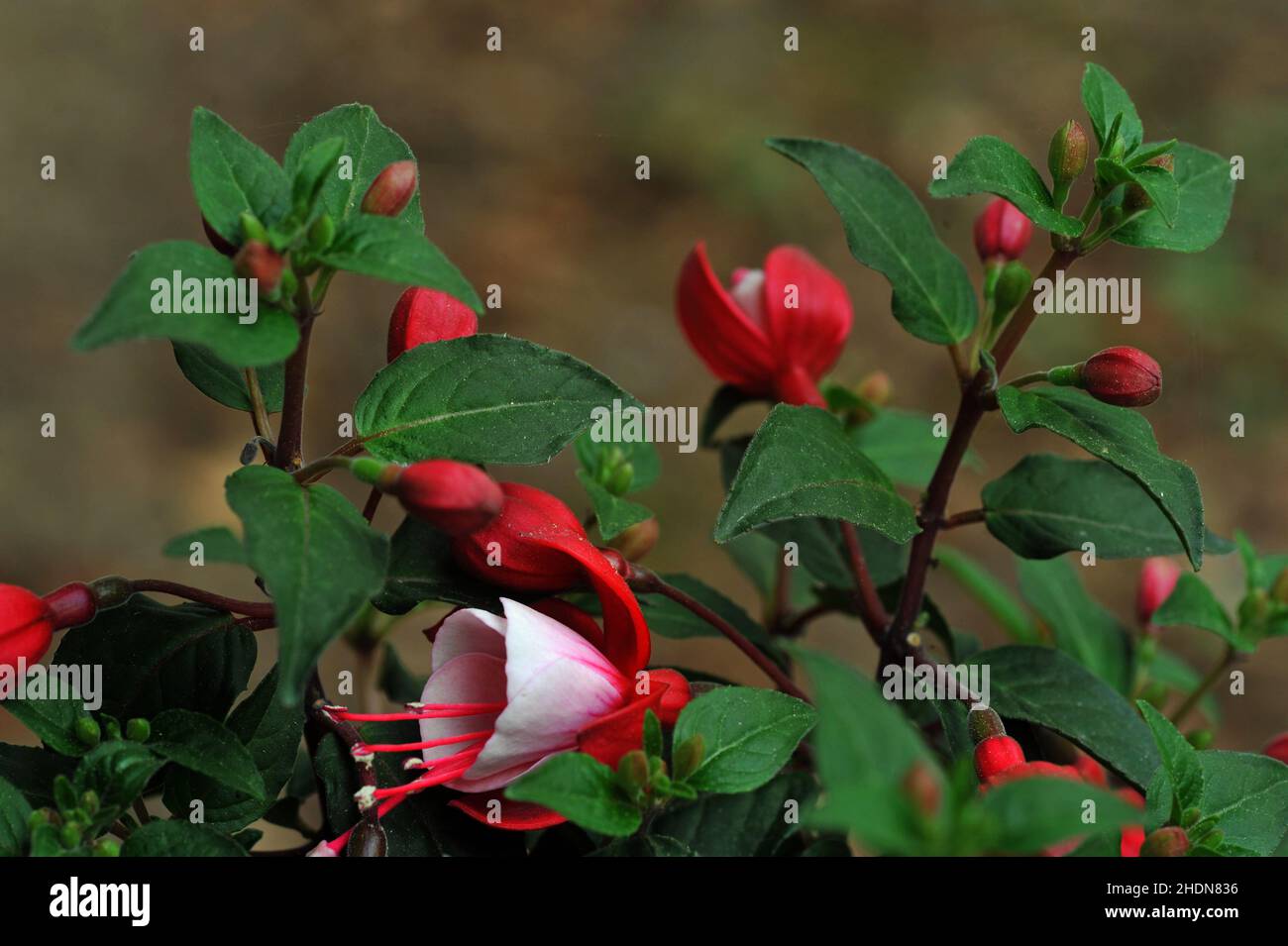 Fuchsia flowering plants hi-res stock photography and images - Alamy