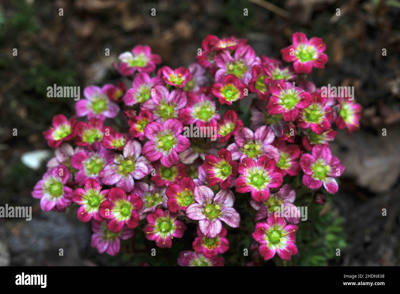Saxifrages hi-res stock photography and images - Alamy
