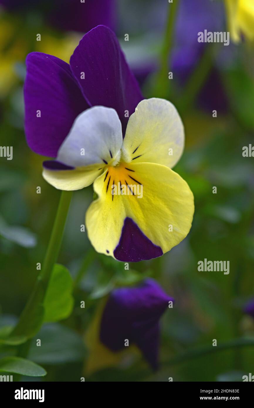 pansy, horn viola, pansies, violas Stock Photo - Alamy