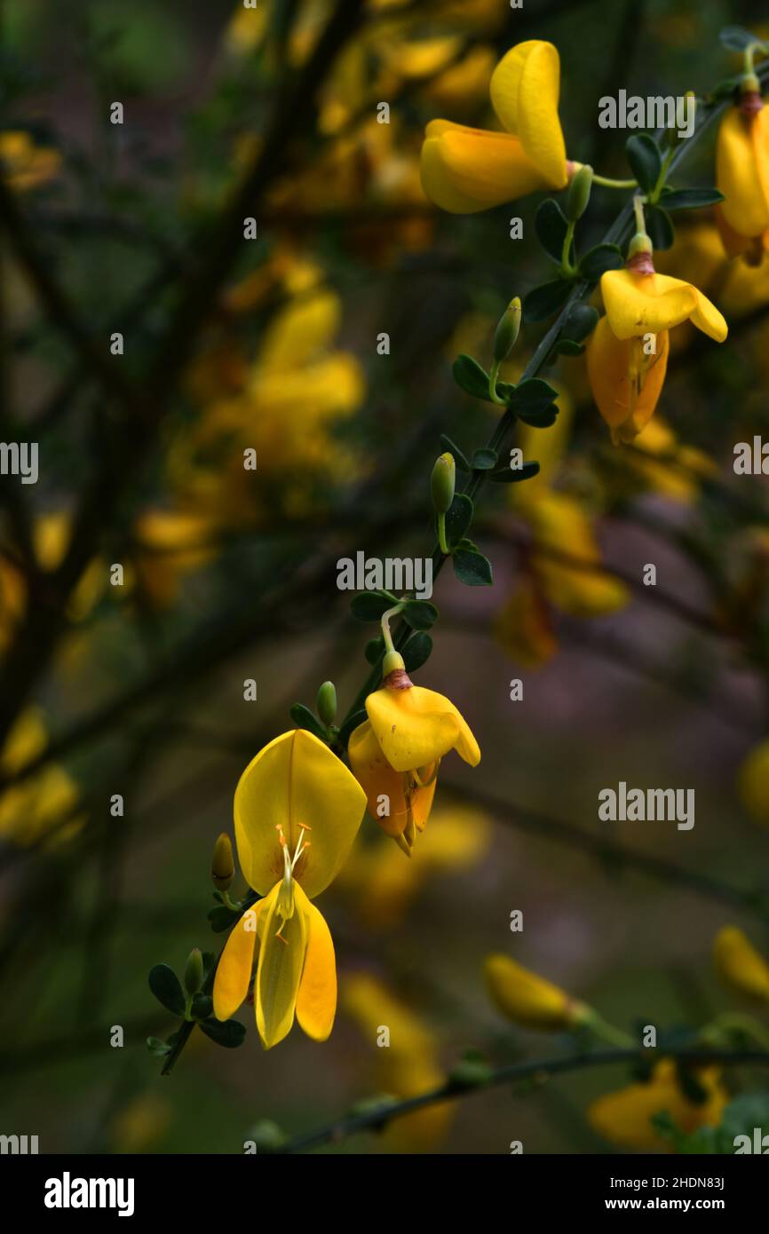 Gorses hi-res stock photography and images - Alamy