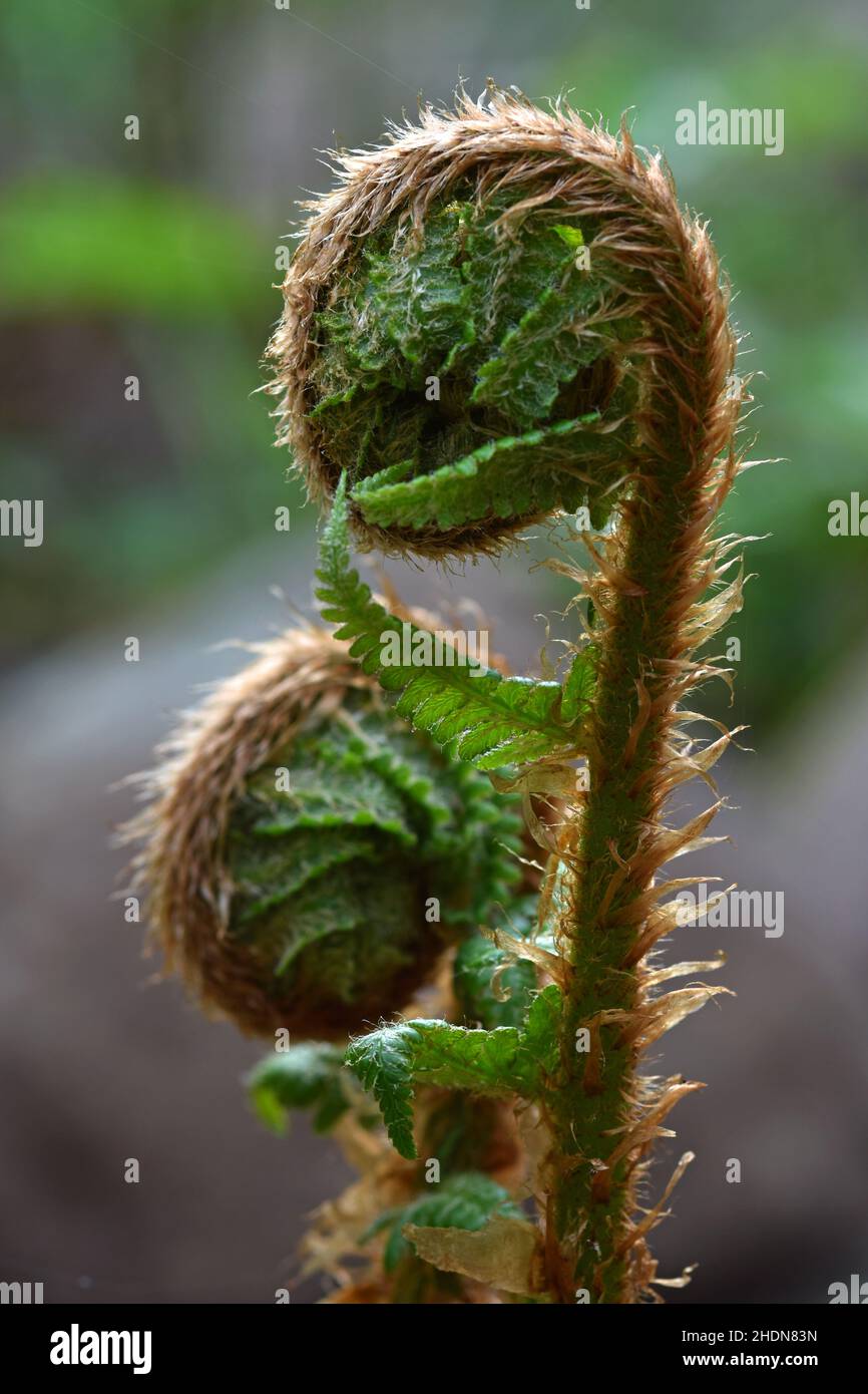 Worm fern plants hi-res stock photography and images - Alamy