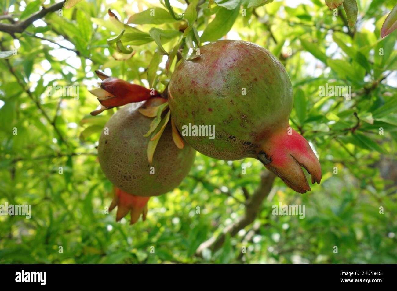 Pomegranates tree hi-res stock photography and images - Alamy