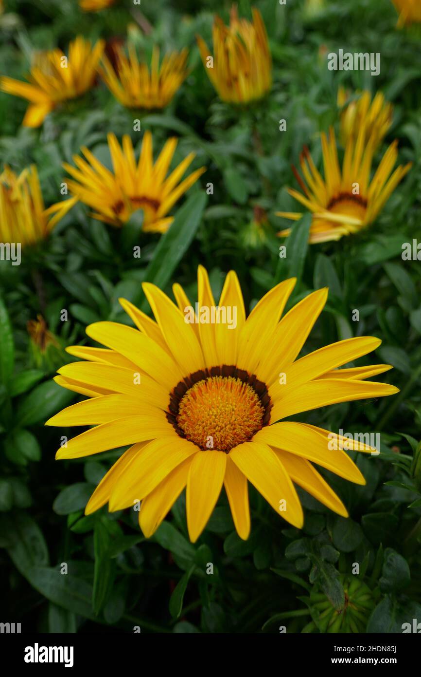 Gazania gazanias hi-res stock photography and images - Alamy