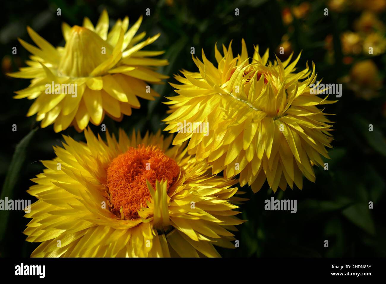 gardening straw flower Stock Photo - Alamy