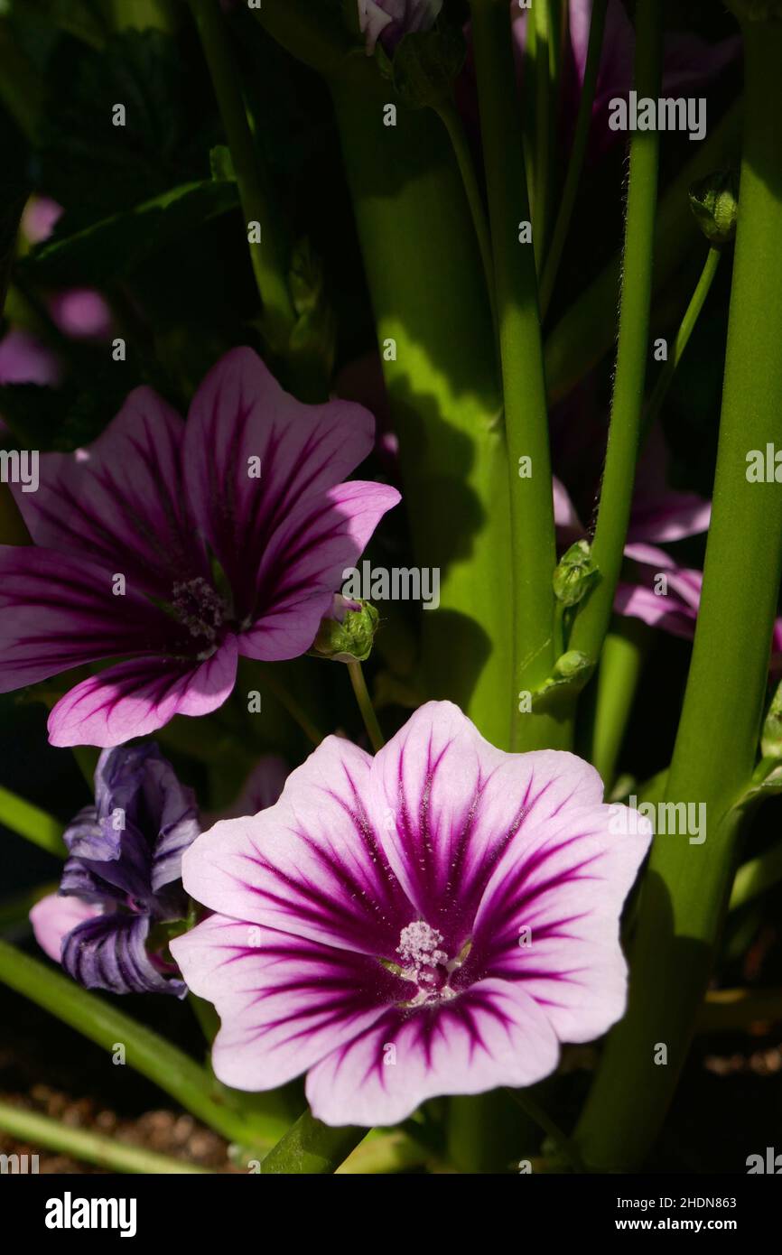 Malva plant hi-res stock photography and images - Alamy