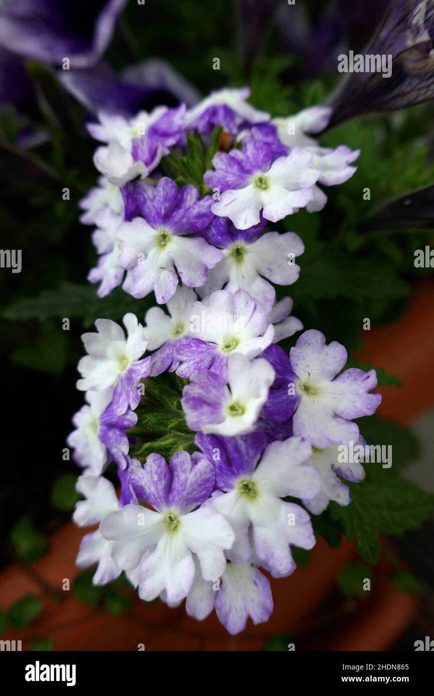 brazilian verbena, vervain, brazilian verbenas Stock Photo - Alamy