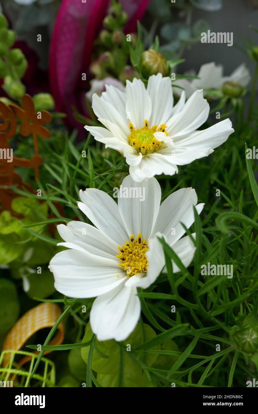 jewelry cosmos flower, cosmos flowers Stock Photo - Alamy