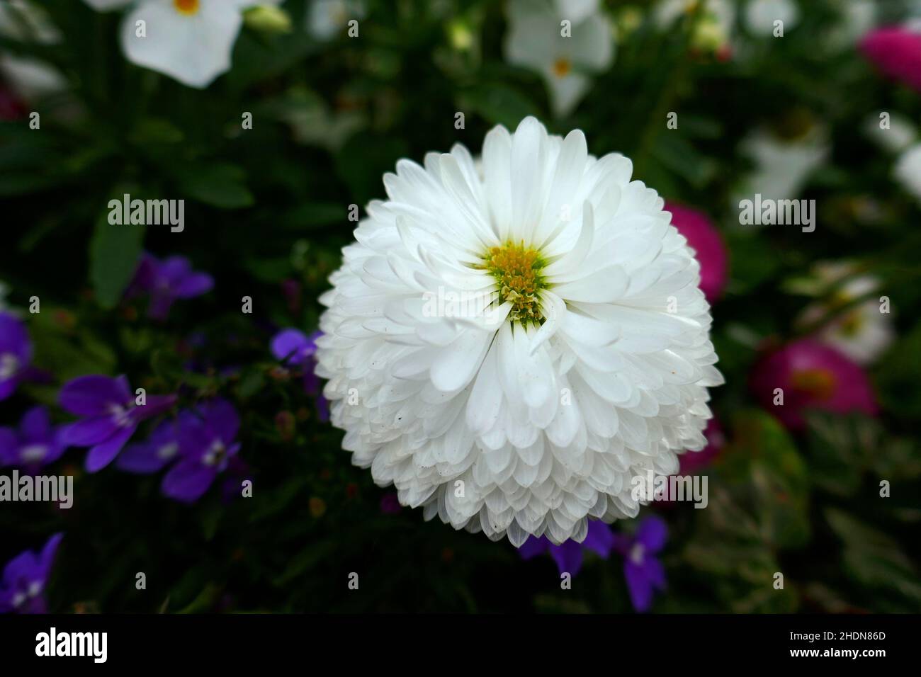 Daisy family plants hi-res stock photography and images - Alamy