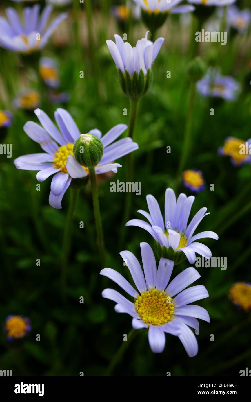 Asteraceaes hi-res stock photography and images - Alamy