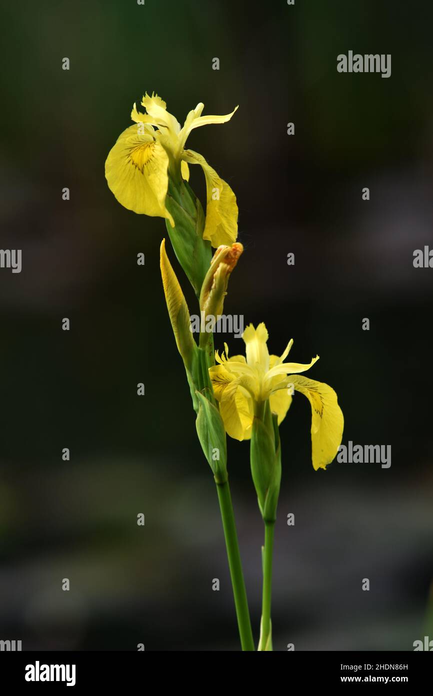 swamp-edged sword lily, swamp-edged sword lilies Stock Photo - Alamy