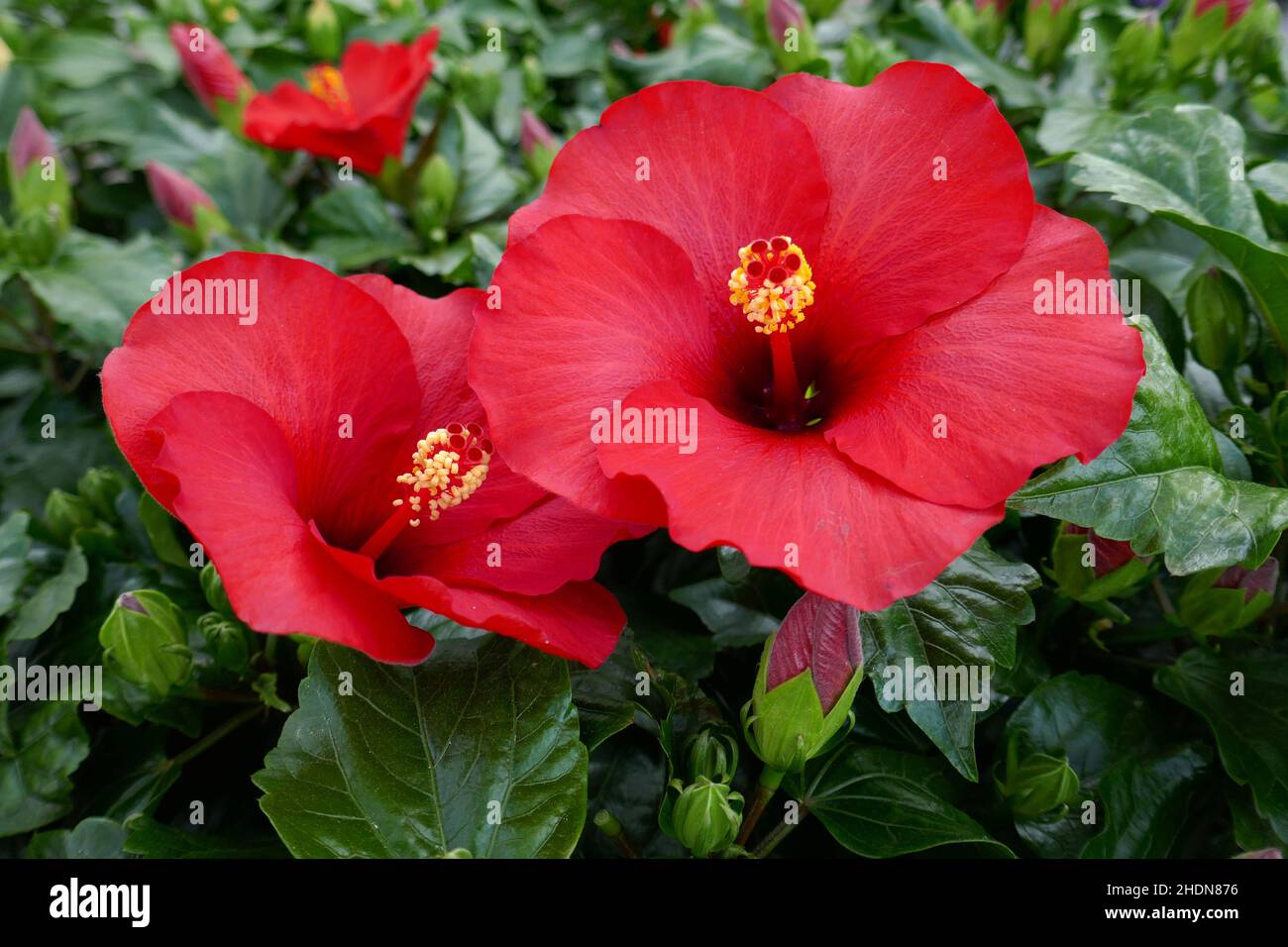 Swamp rose mallow hibiscus hi-res stock photography and images - Alamy