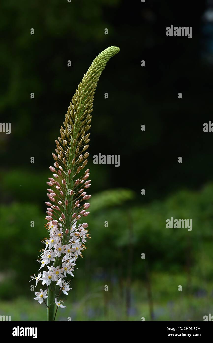 Eremurus himalaicus hi-res stock photography and images - Alamy