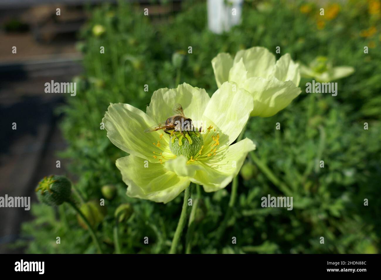 Iceland poppy plants hi-res stock photography and images - Alamy