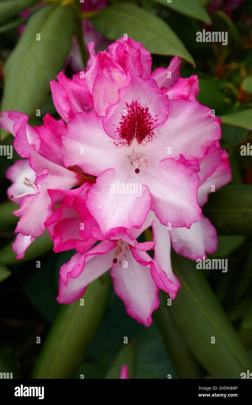 Alpine rose alpine roses hi-res stock photography and images - Alamy