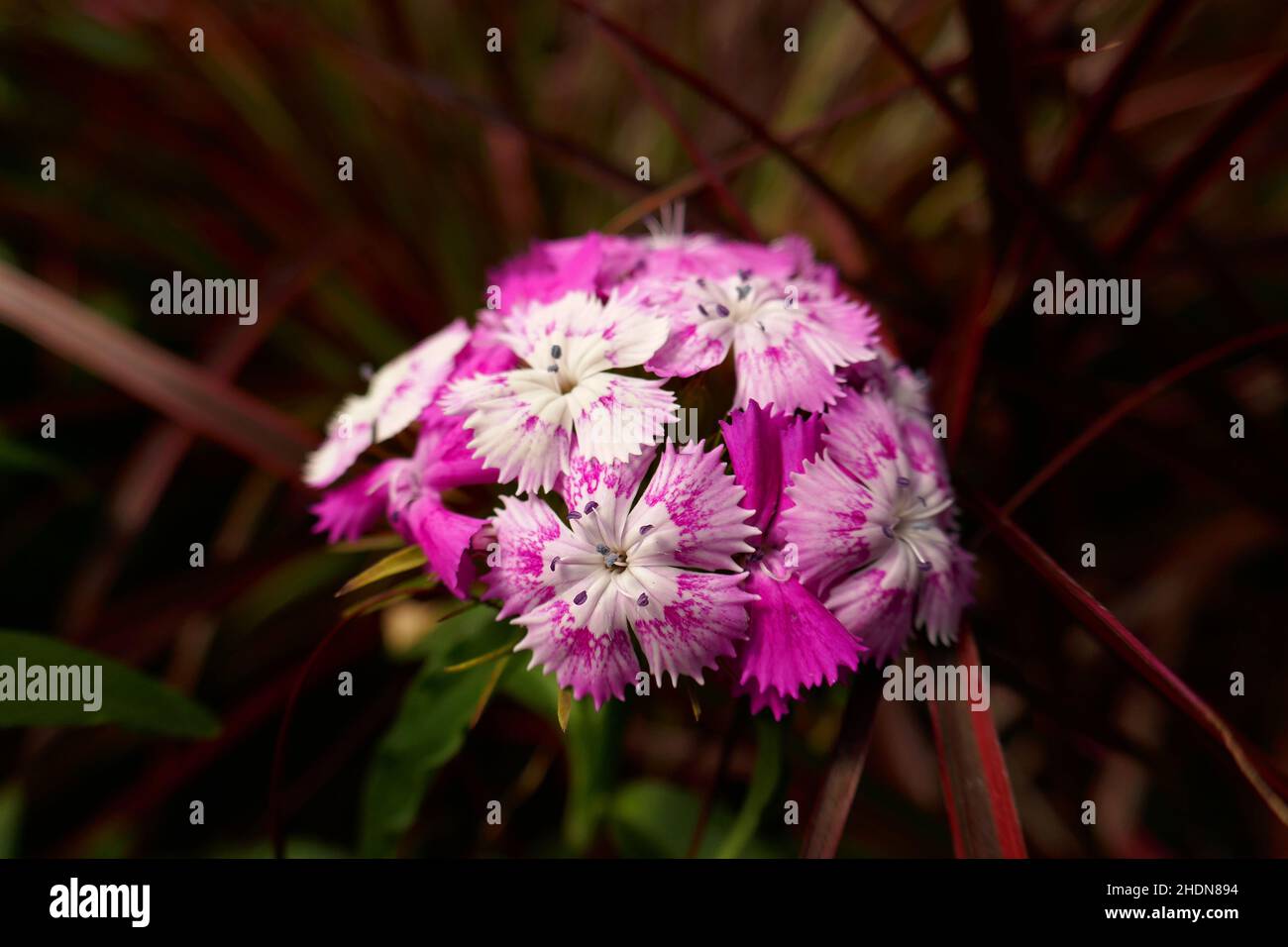 Flowering sweet william plants hi-res stock photography and images - Alamy
