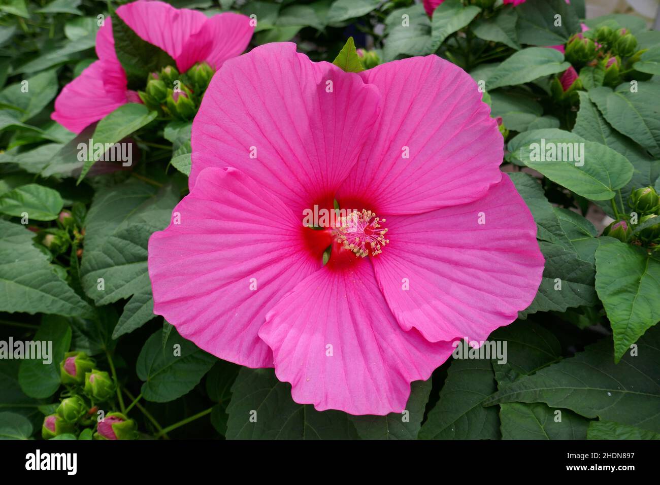 hibiscus moscheutos, swamp rose-mallow Stock Photo - Alamy