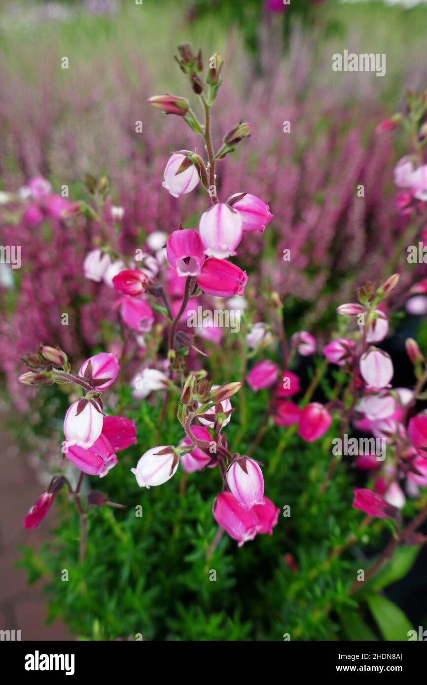 erica flower, erica flowers Stock Photo - Alamy