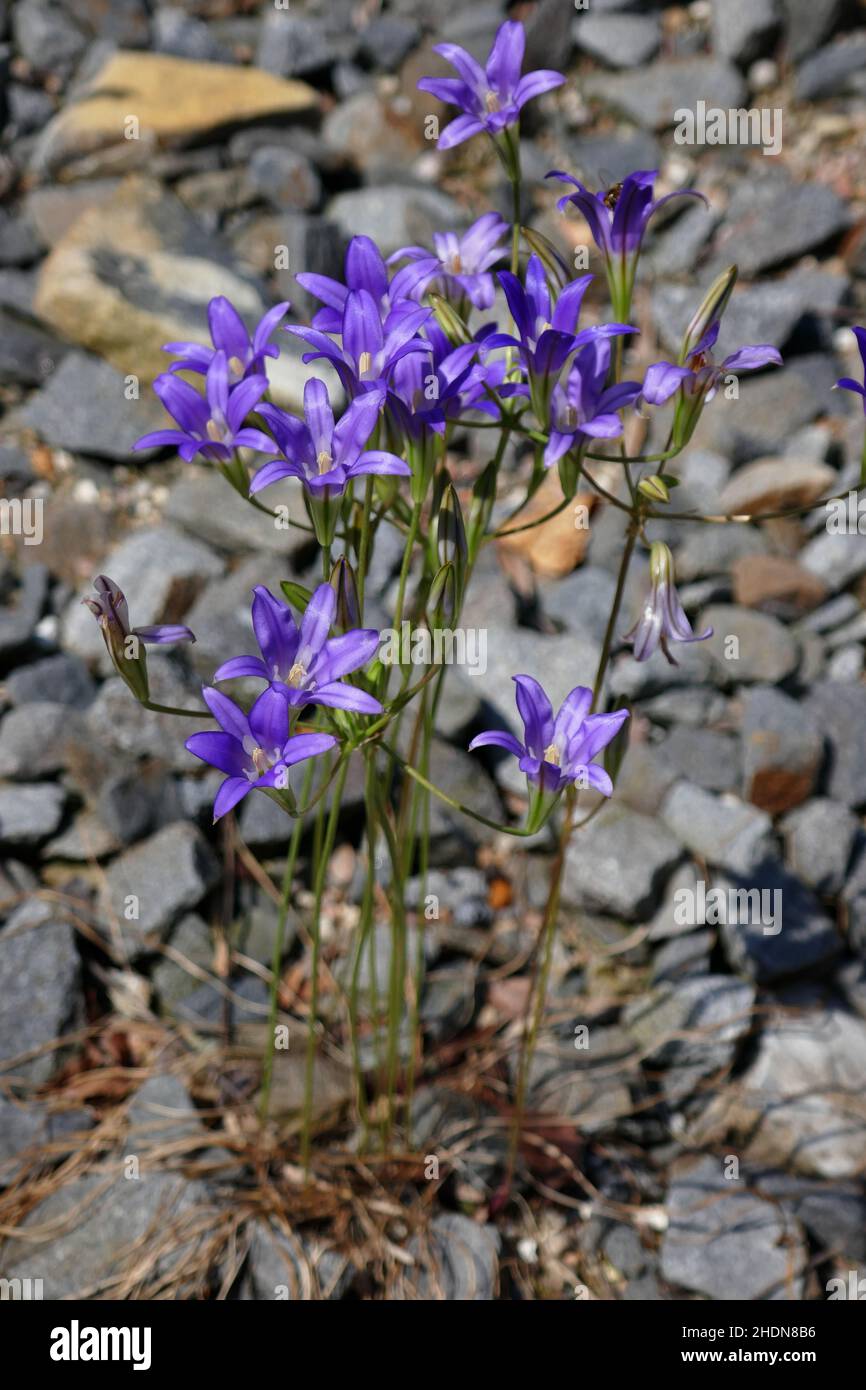 Brodiaea hi-res stock photography and images - Alamy