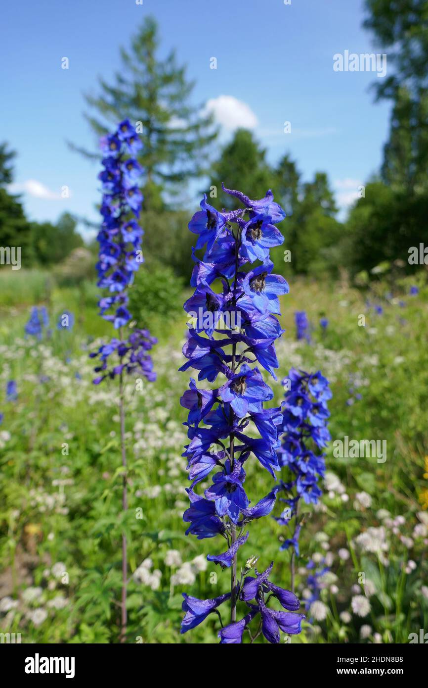 Delphinium family hi-res stock photography and images - Alamy