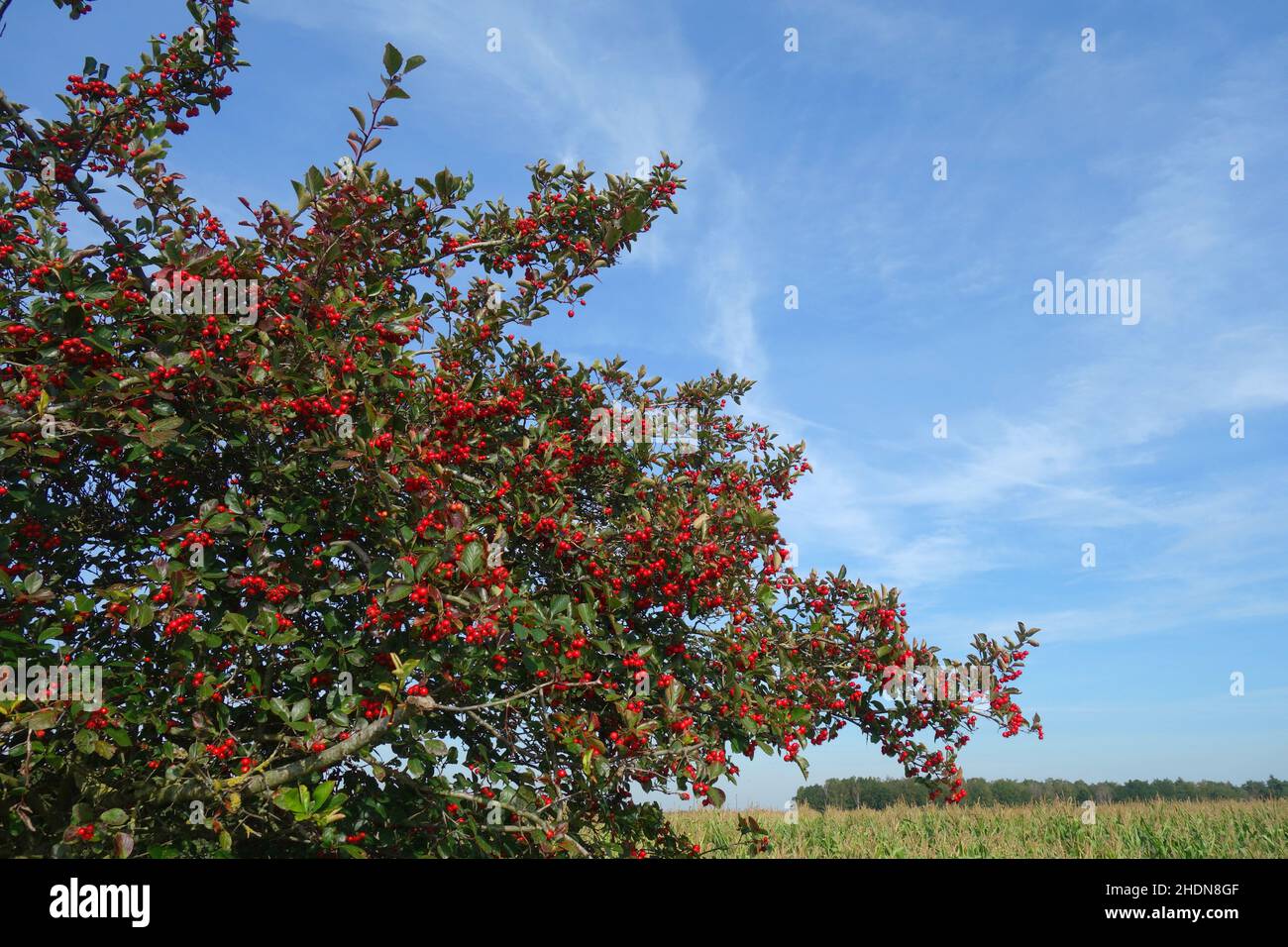 tree, rosaceae, chequer tree, trees, rosaceaes Stock Photo - Alamy