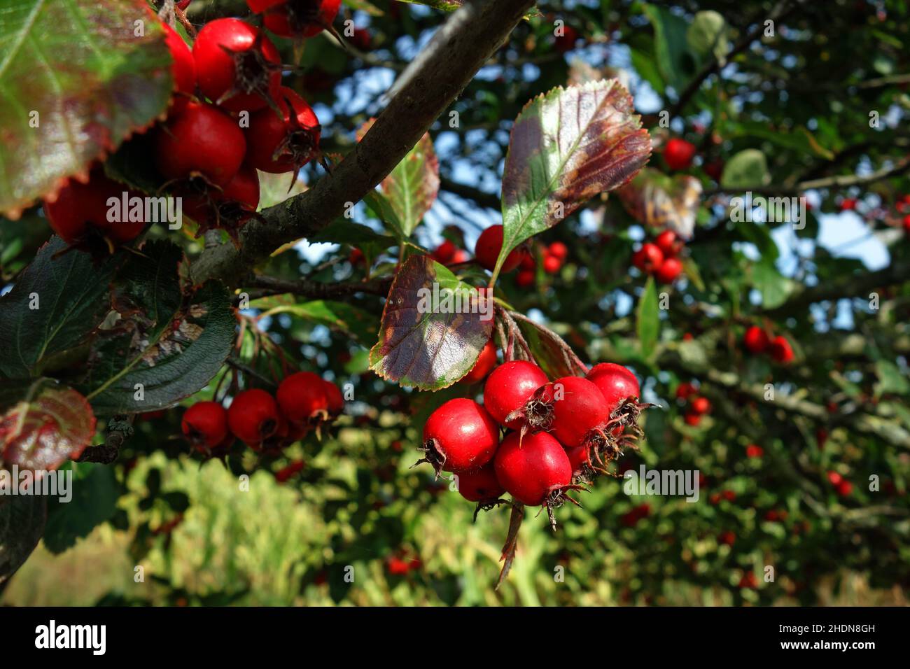 rosaceae, chequer tree, rosaceaes Stock Photo - Alamy