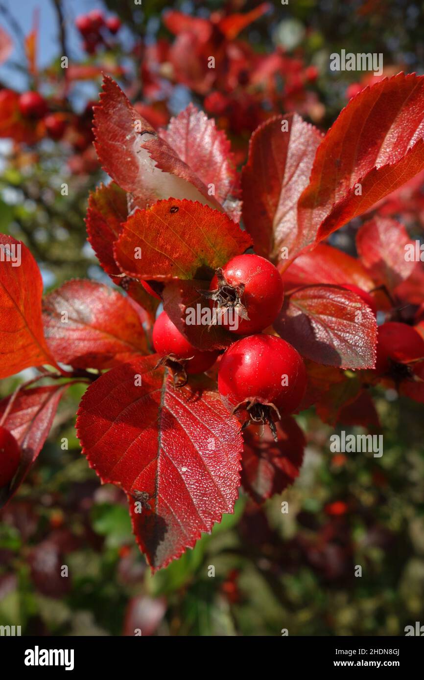Chequer tree hi-res stock photography and images - Alamy
