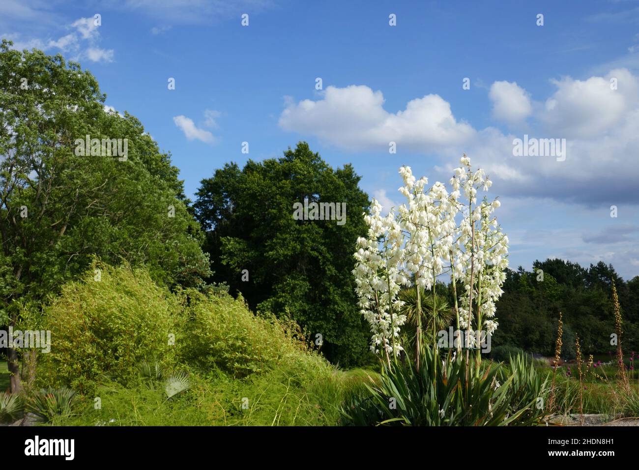 Thread flower hi-res stock photography and images - Alamy