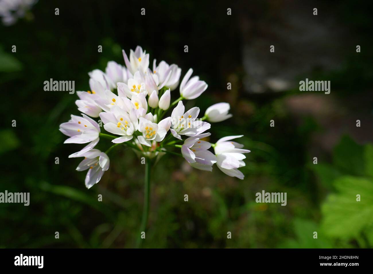 allium flower, giant allium, allium flowers, giant alliums Stock Photo ...