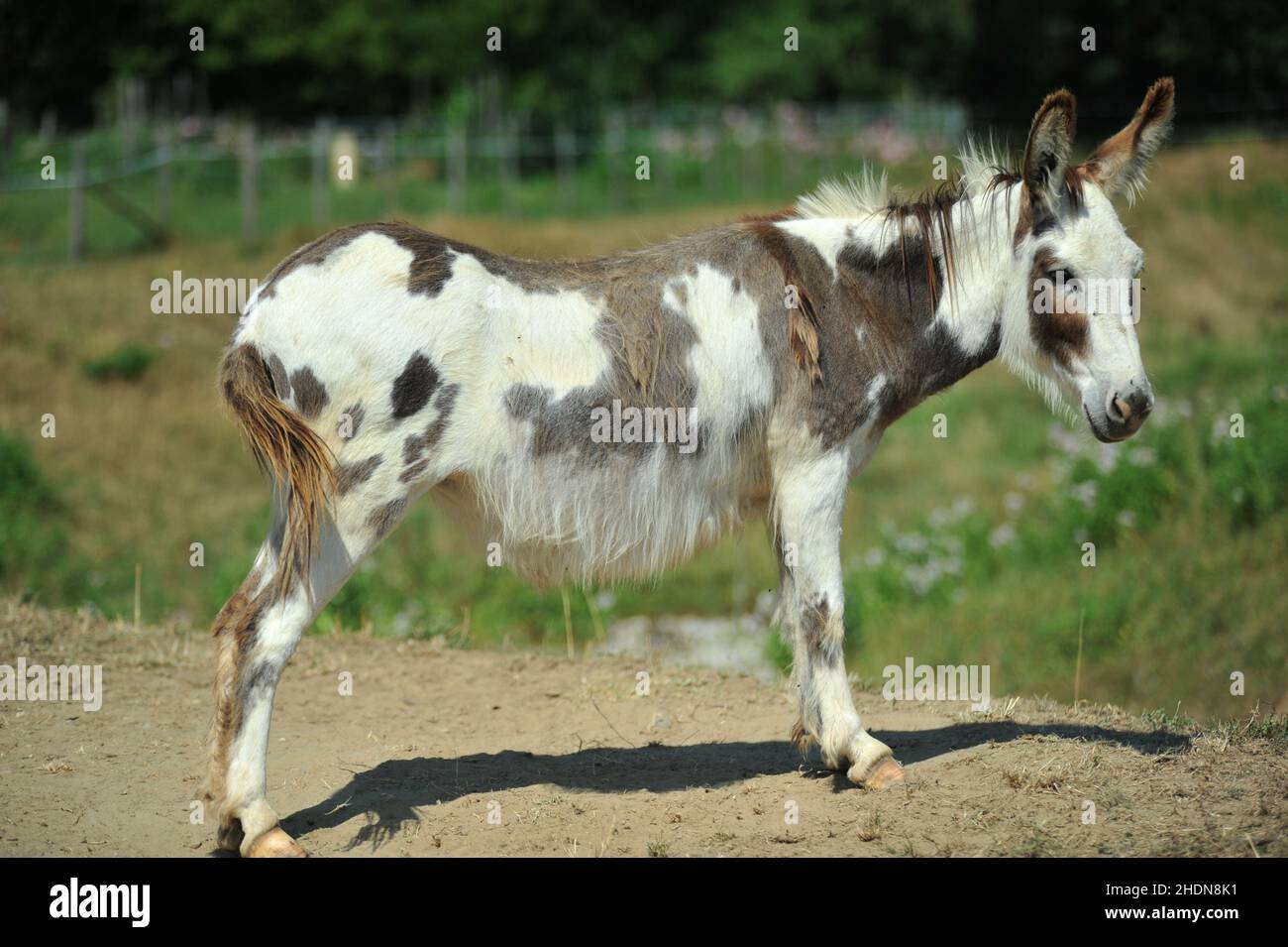 Spotted donkey hi-res stock photography and images - Alamy