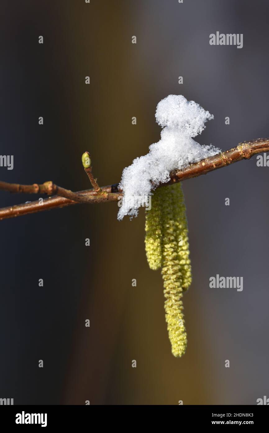 winter, twig, snow, hazel catkins, winters, twigs, snowy Stock Photo ...