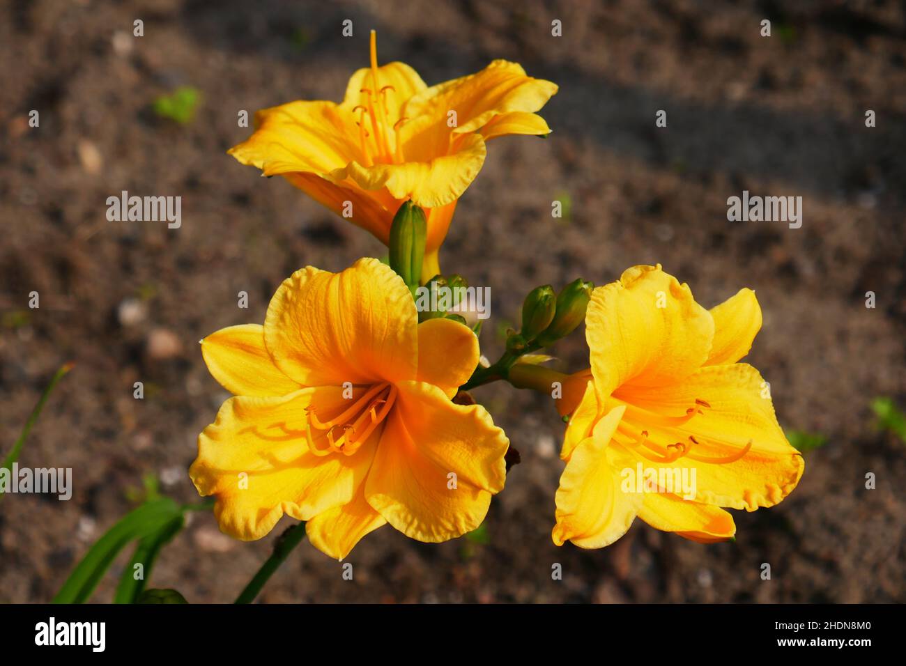 Day lily varieties hi-res stock photography and images - Alamy