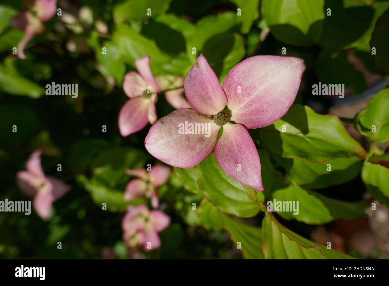 handkerchief tree, pocket handkerchief tree, davidia involucrata, dove ...
