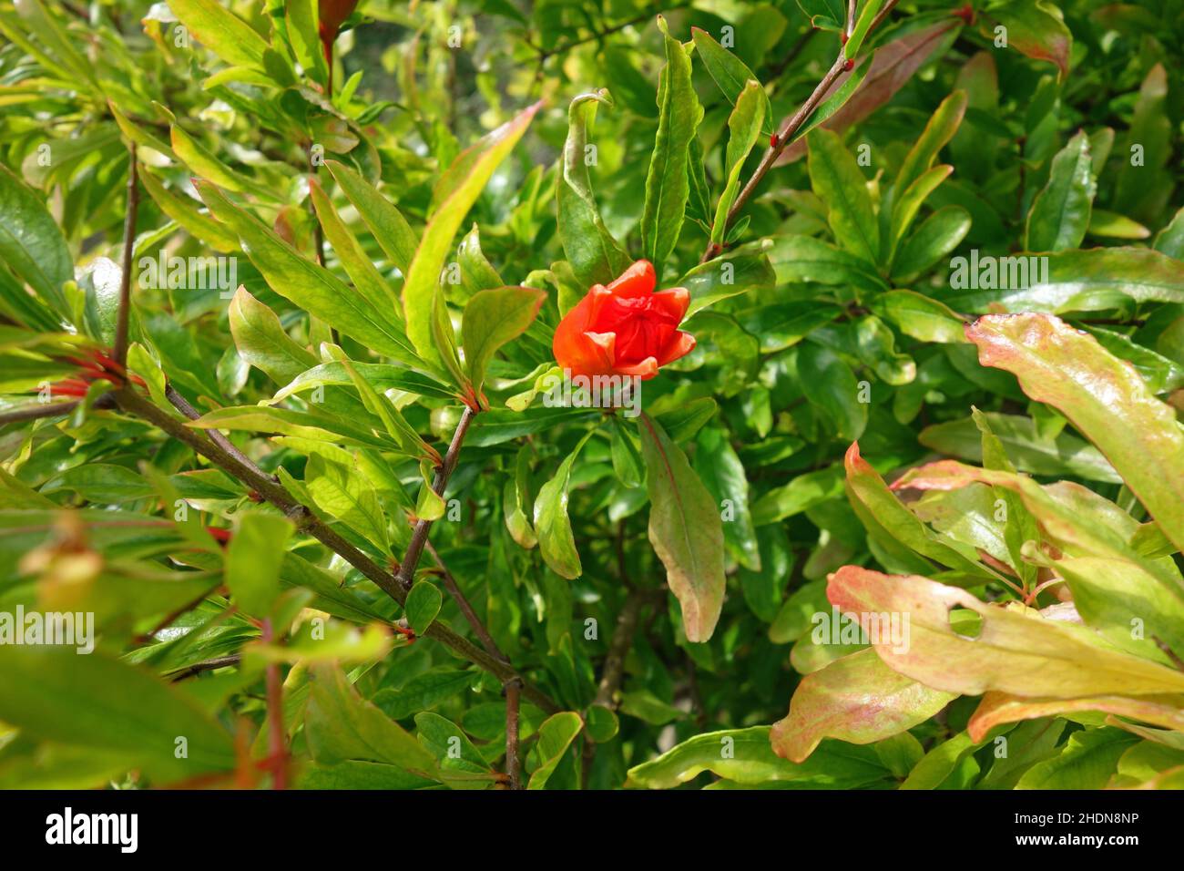 Pomegranate trees flowering hi-res stock photography and images - Alamy