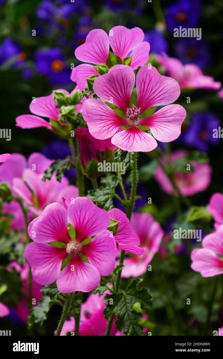 Anisodontea hi-res stock photography and images - Alamy