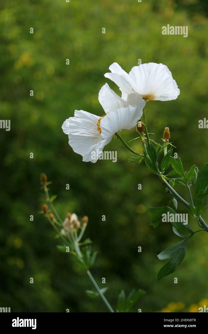california tree poppy Stock Photo - Alamy