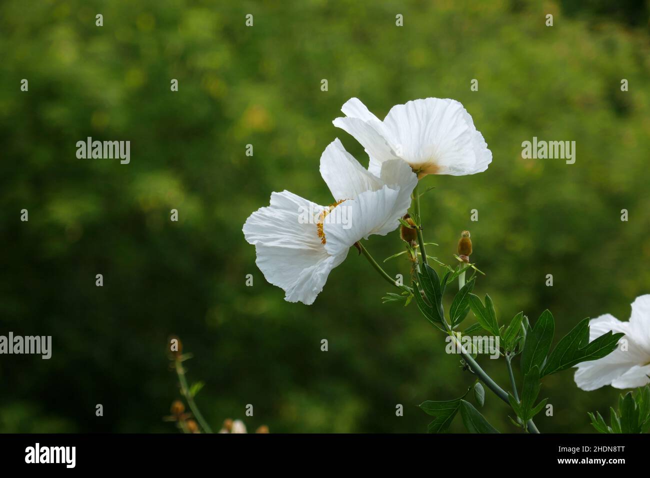 california tree poppy Stock Photo - Alamy