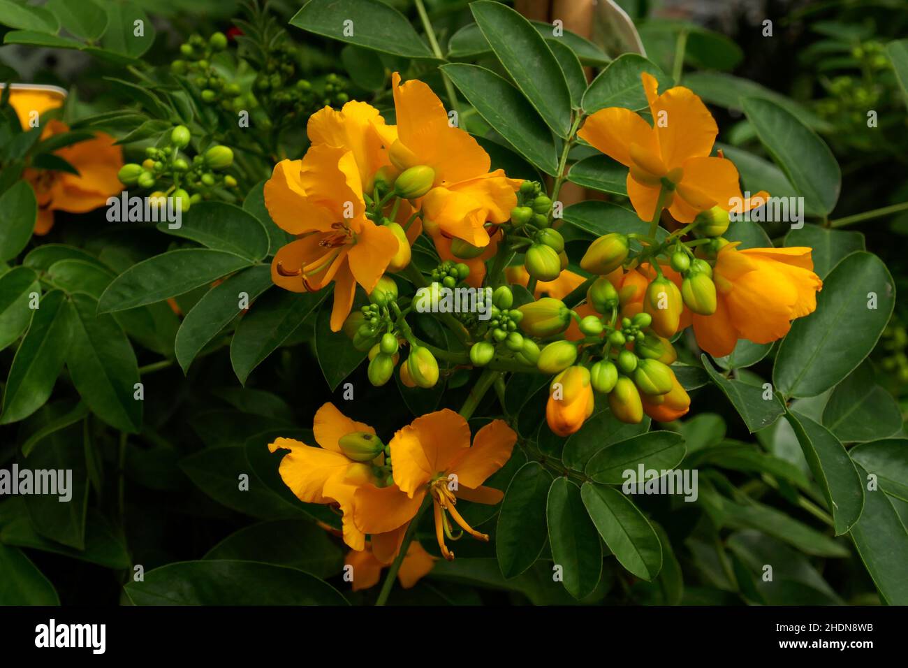 argentine senna, argentina senna, buttercup bush, flowering senna ...