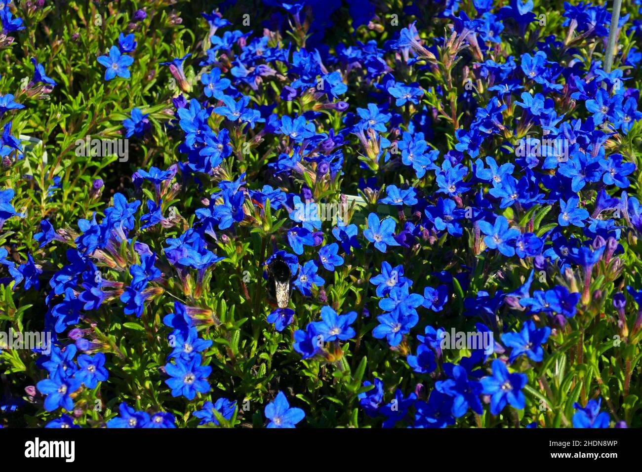 Gromwell plant hi-res stock photography and images - Alamy