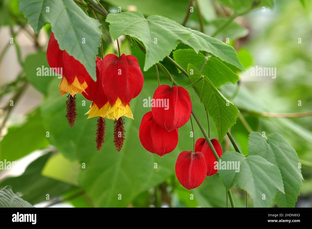 Abutilon flowering hi-res stock photography and images - Alamy