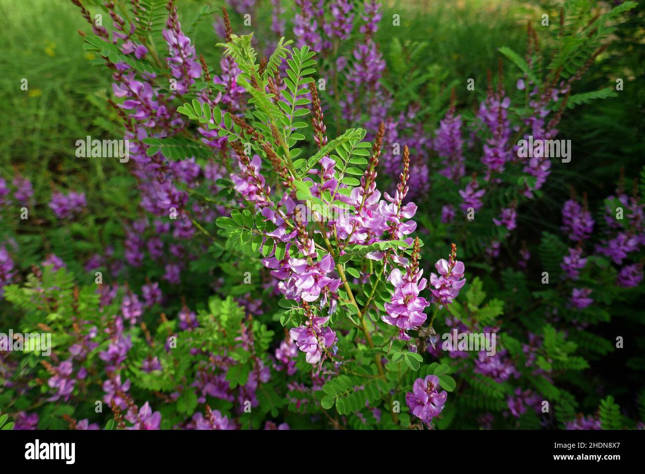 Indigo plant hi-res stock photography and images - Alamy