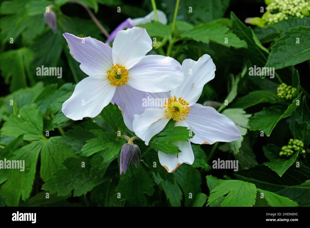 Chinese anemone hi-res stock photography and images - Alamy