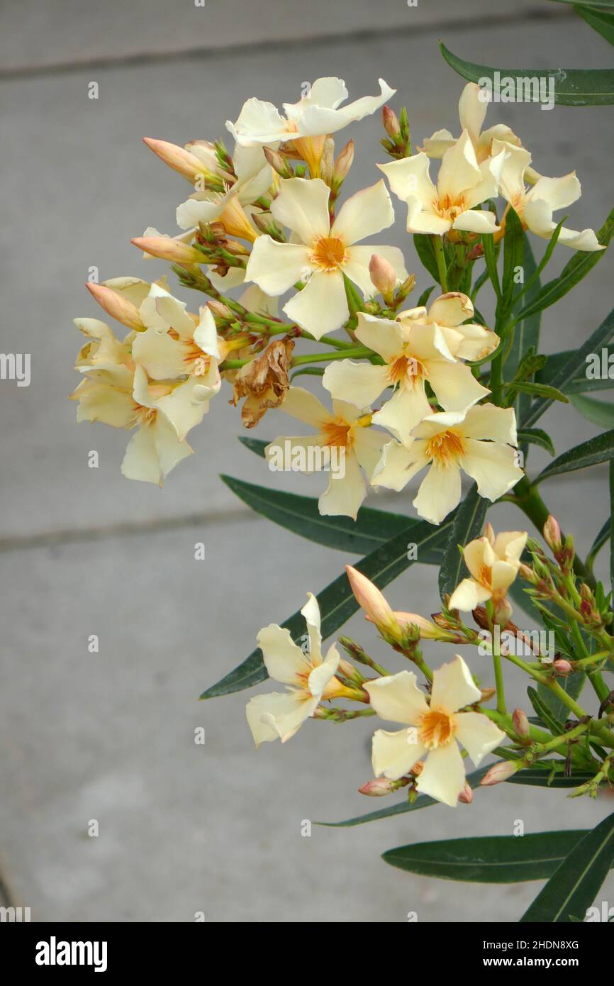 flowering oleander, flowering oleanders Stock Photo - Alamy