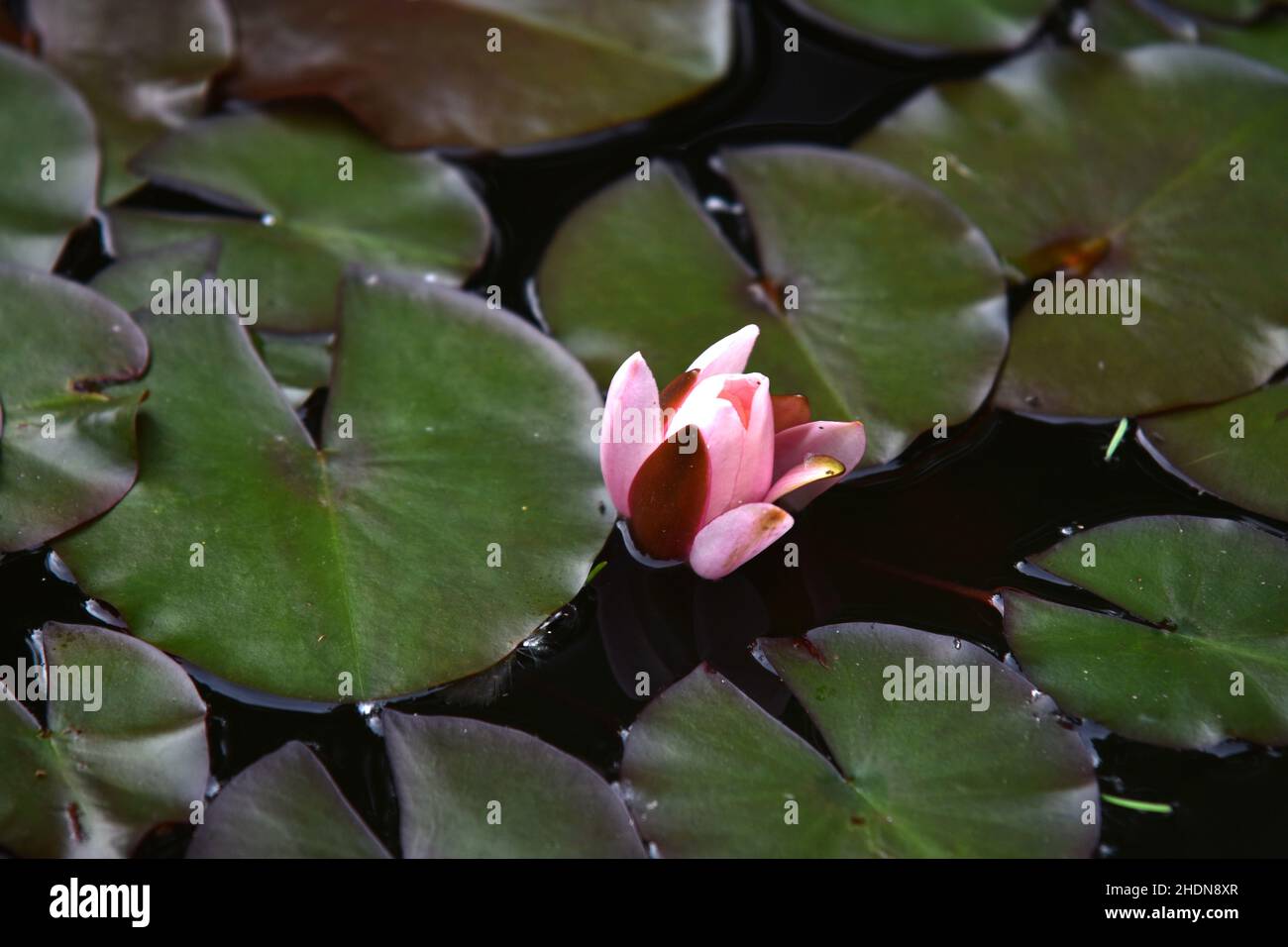 Nymphaea colorata hi-res stock photography and images - Alamy