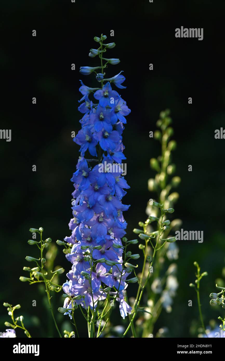 Field larkspurs hi-res stock photography and images - Alamy
