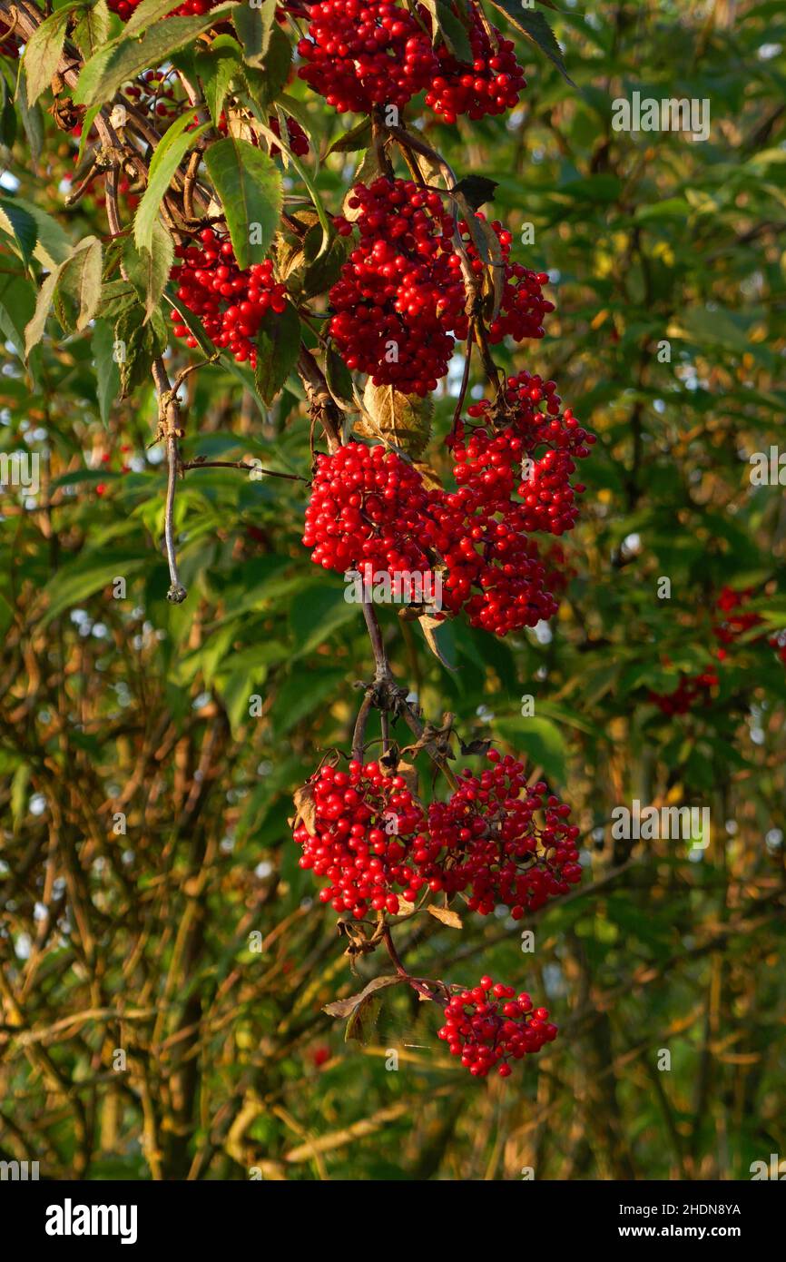red elderberry, sambucus racemosa Stock Photo - Alamy