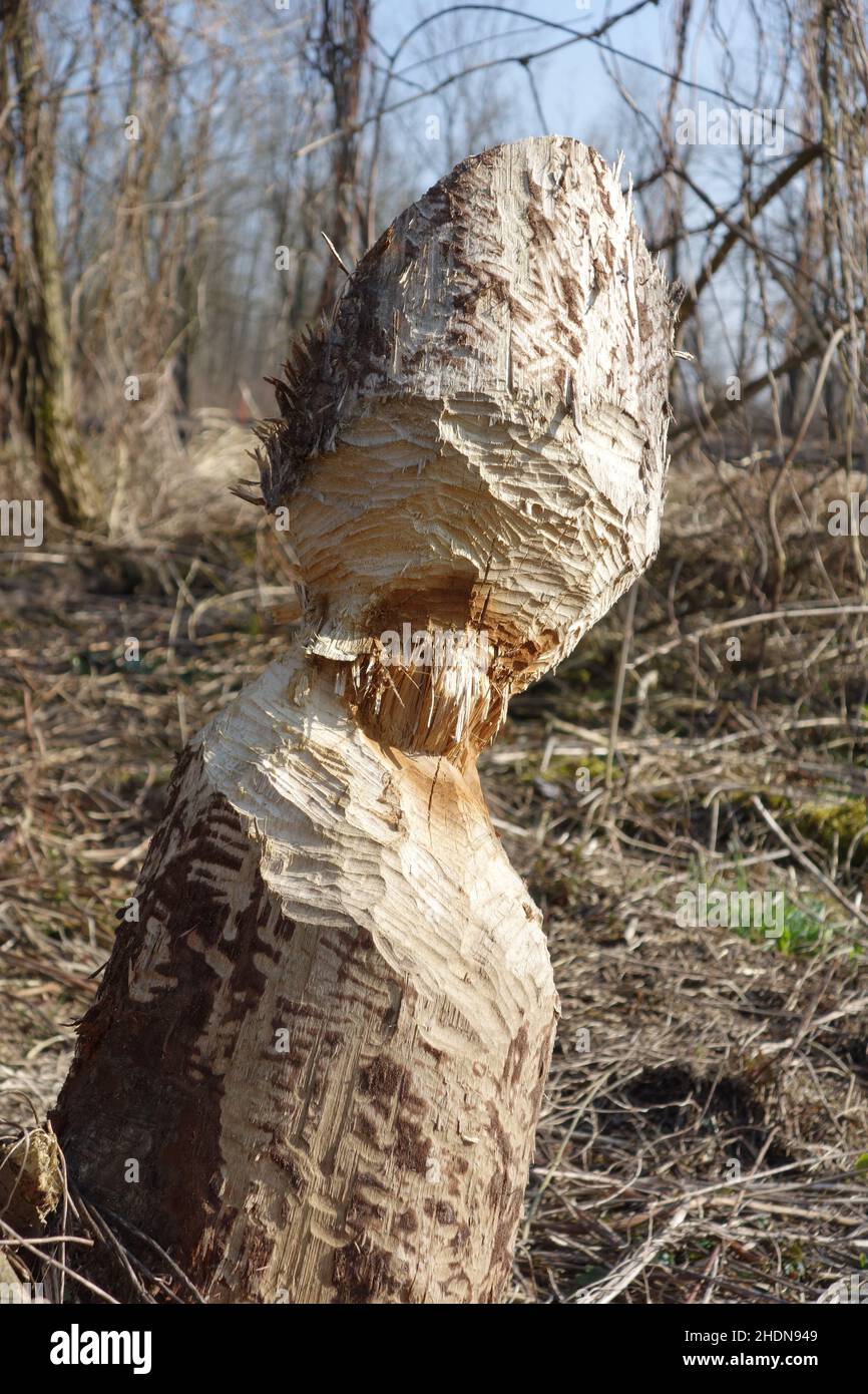 tree trunk, beaver, trunks, beavers Stock Photo - Alamy