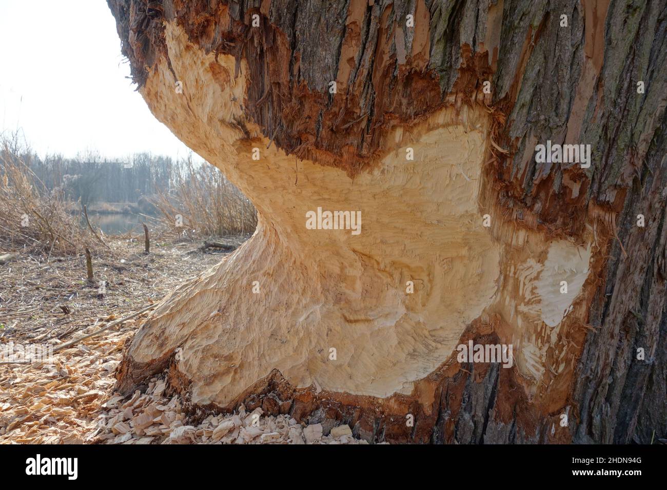 tree trunk, beaver, trunks, beavers Stock Photo - Alamy