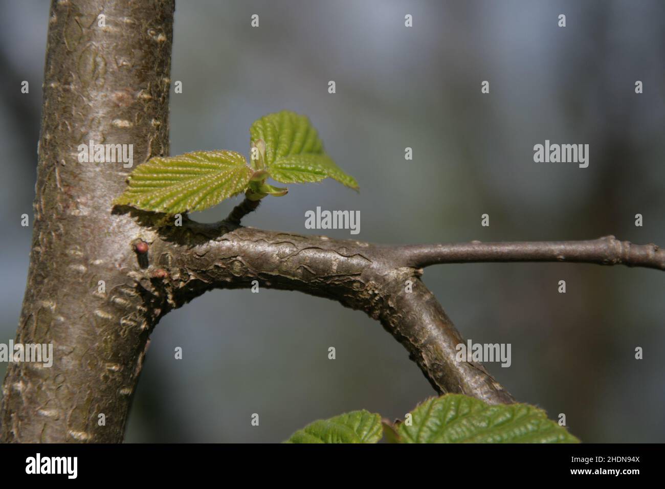 hazelnut tree, hazel tree, hazelnut trees, hazel trees Stock Photo - Alamy