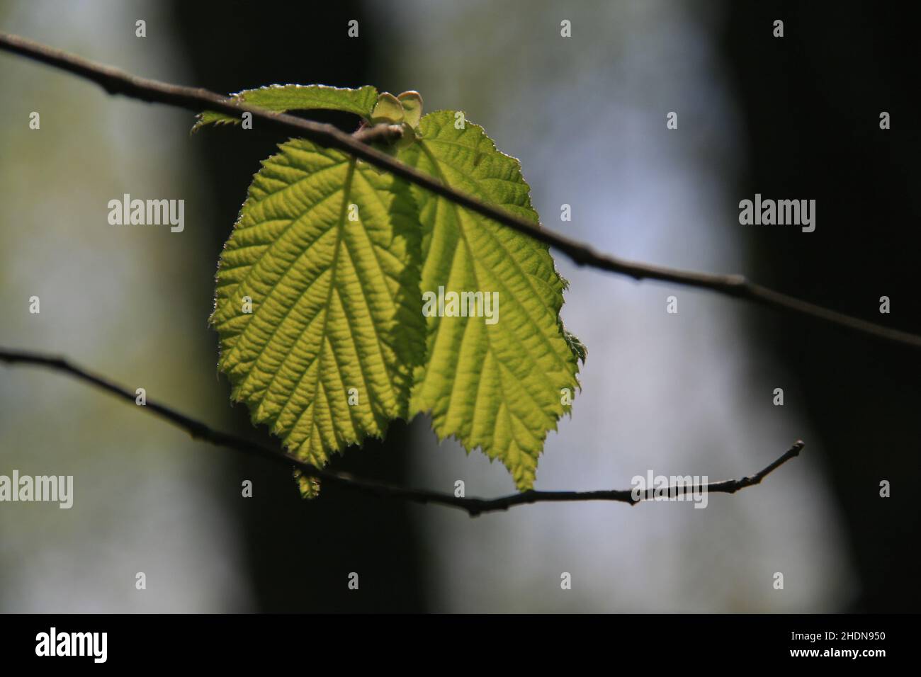 hazel tree, hazel trees Stock Photo - Alamy